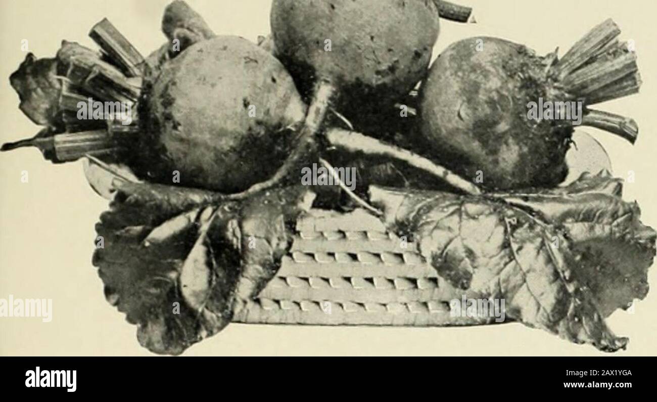 Vick's catalogue : bulbs plants and seeds . ECLIPSE BEET Beets Extra ...