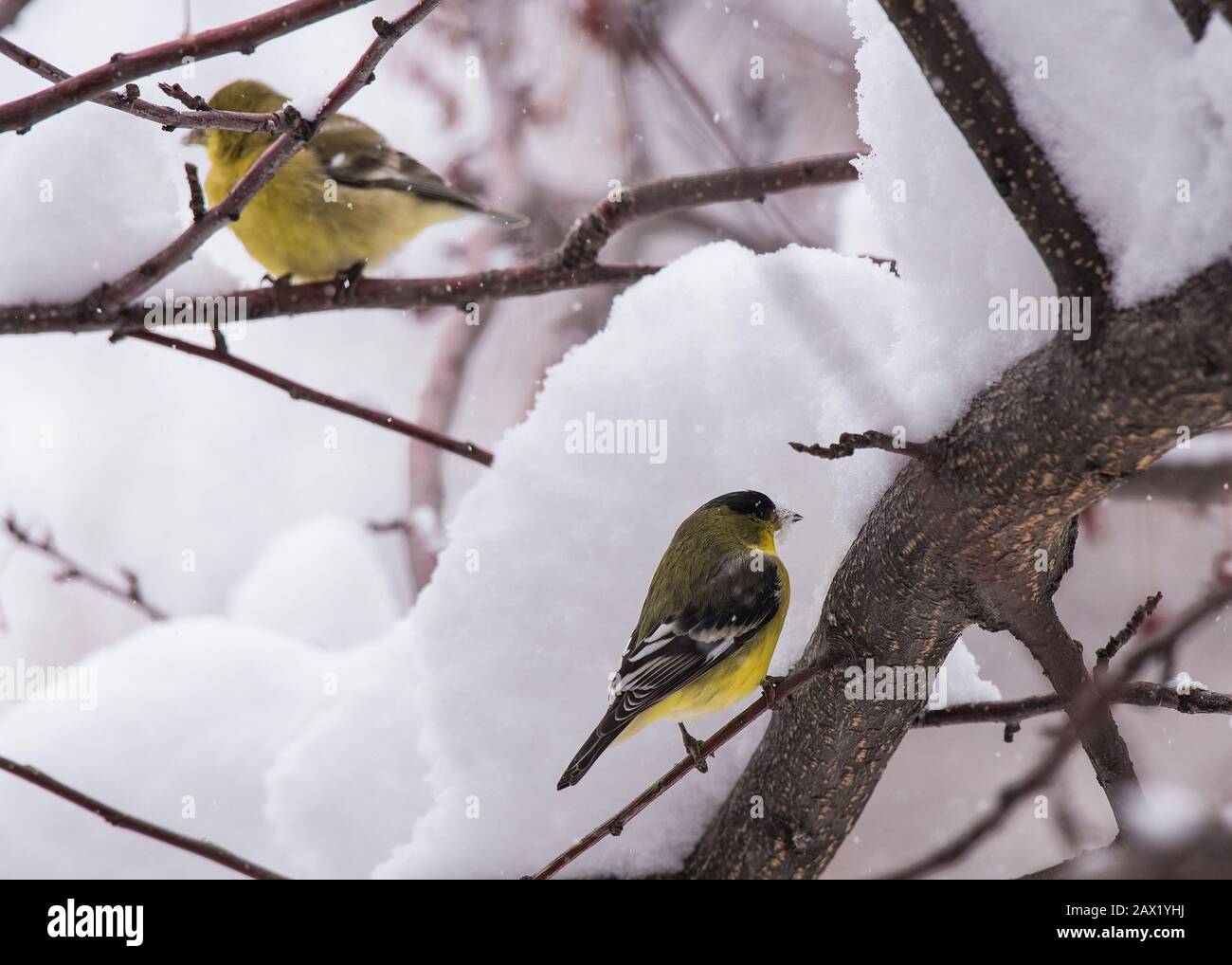 American gold finch winter plumage hi-res stock photography and images ...