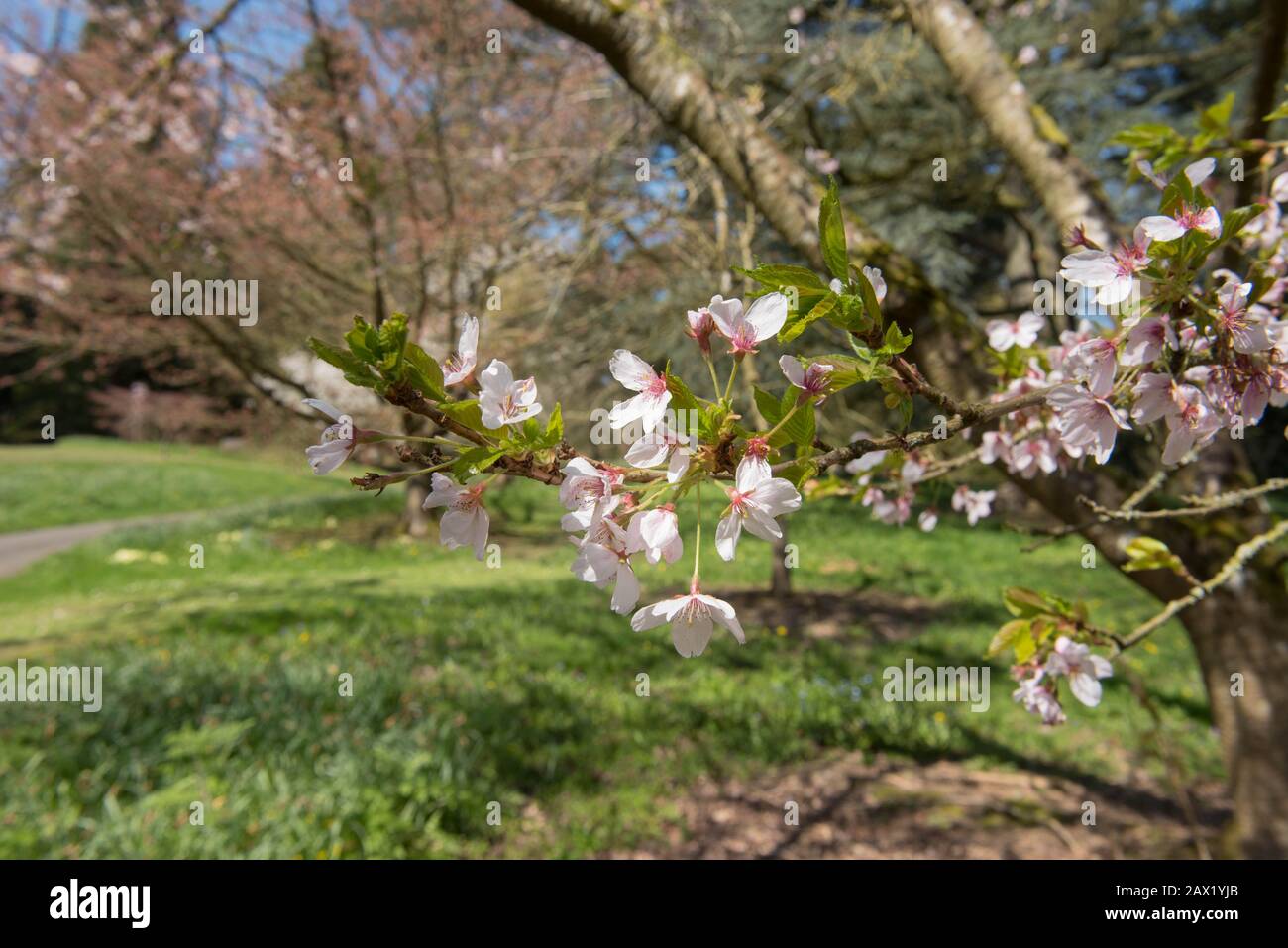 Spring Blossom of the Yoshino Cherry Tree (Prunus x yedoensis 'Shidare ...