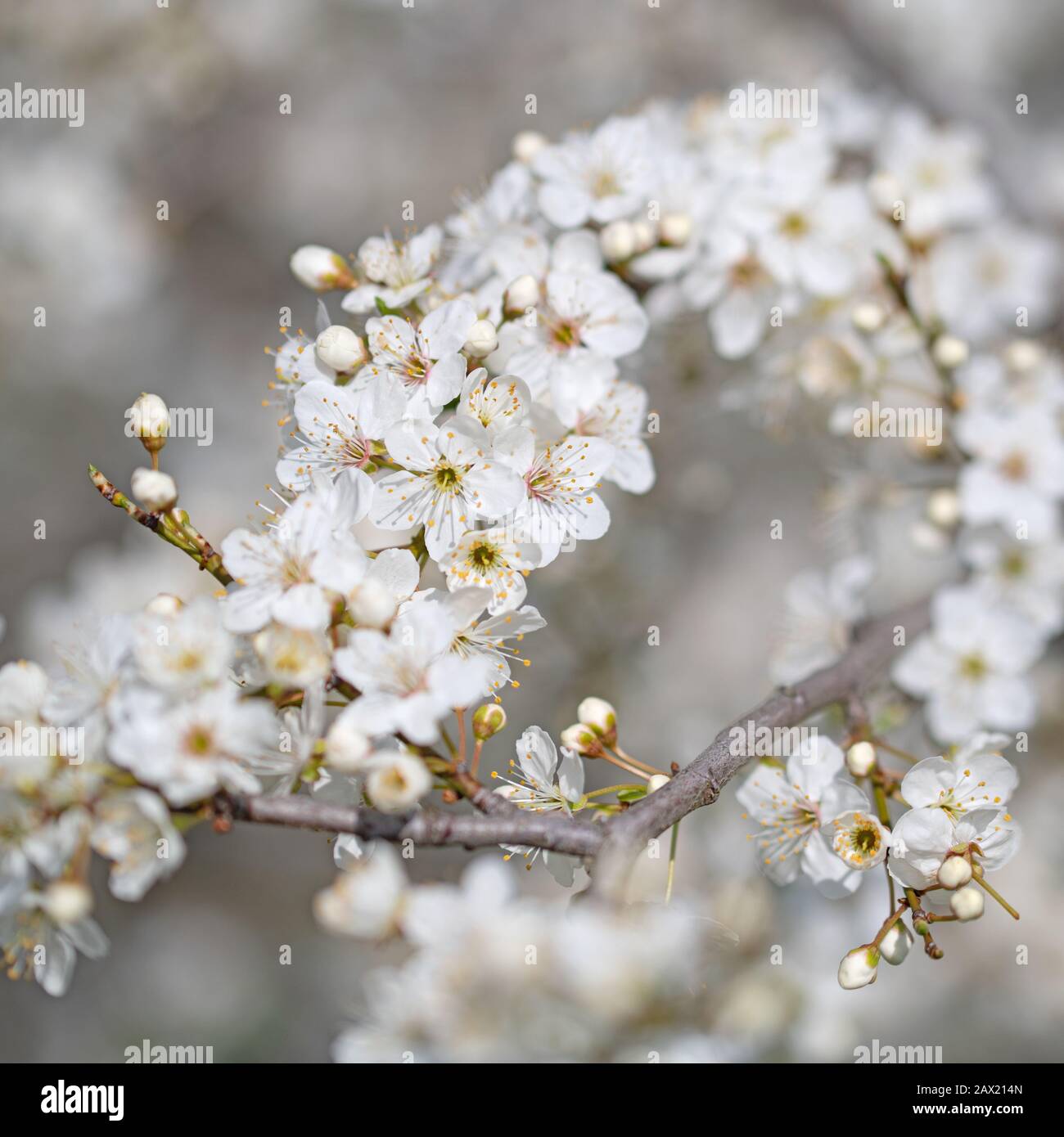 Flowering wild plum tree, Prunus cerasifera, in spring Stock Photo - Alamy