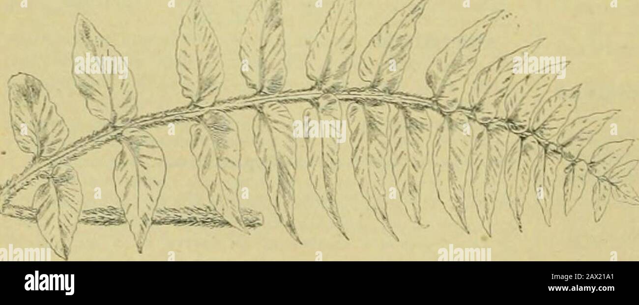 Aspidium falcatum hi-res stock photography and images - Alamy