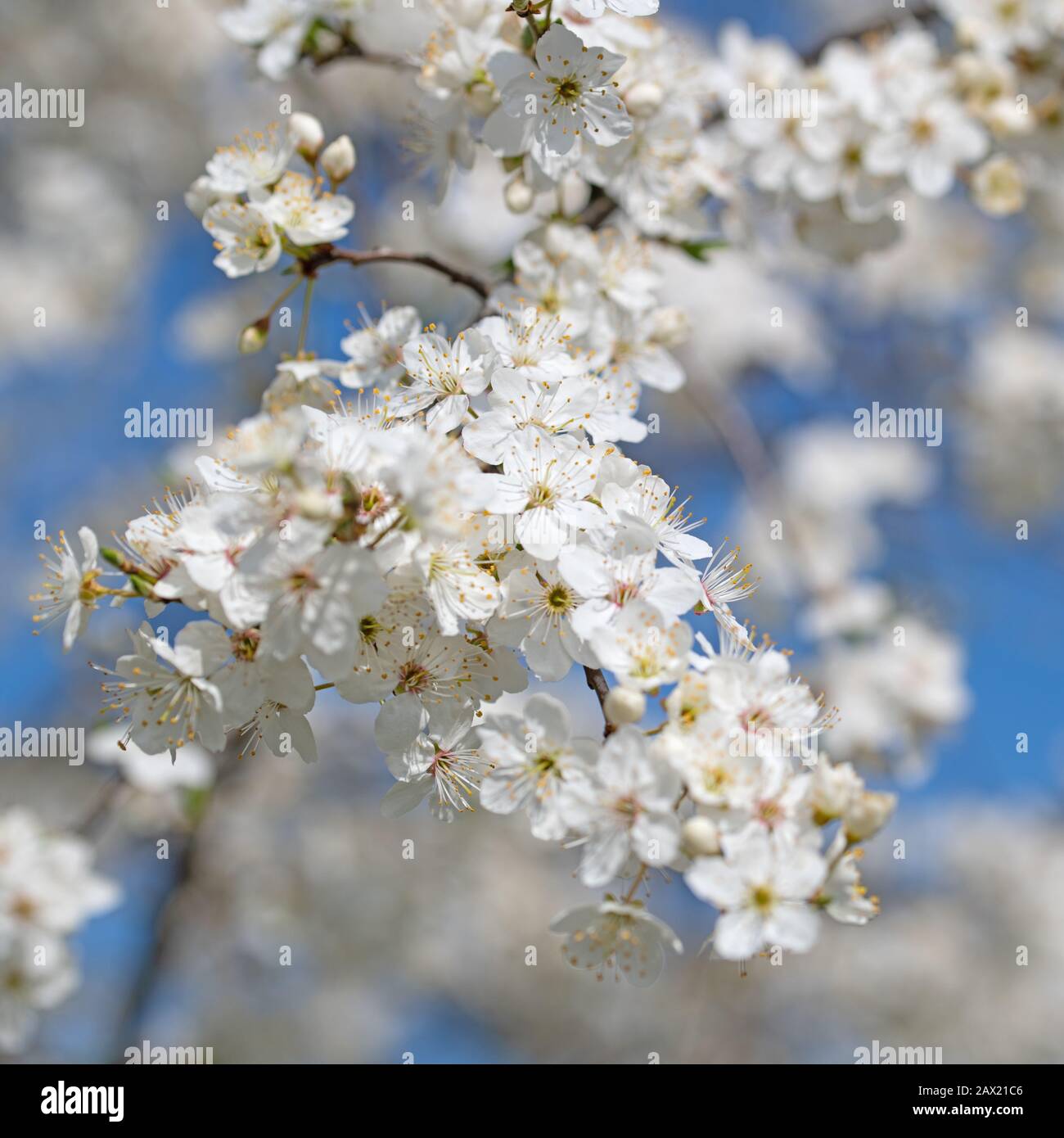 Flowering wild plum tree, Prunus cerasifera, in spring Stock Photo - Alamy