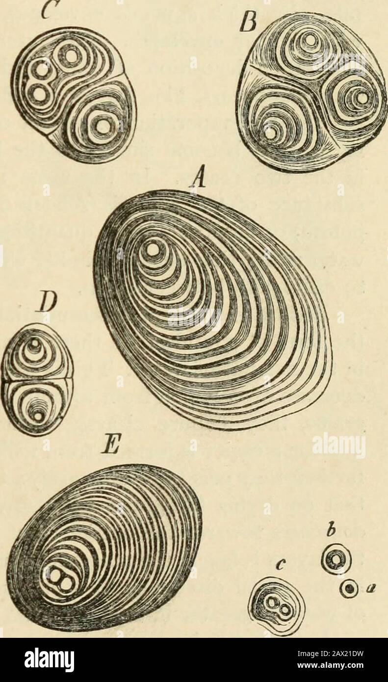 Text-book of botany, morphological and physiological . om within would ...