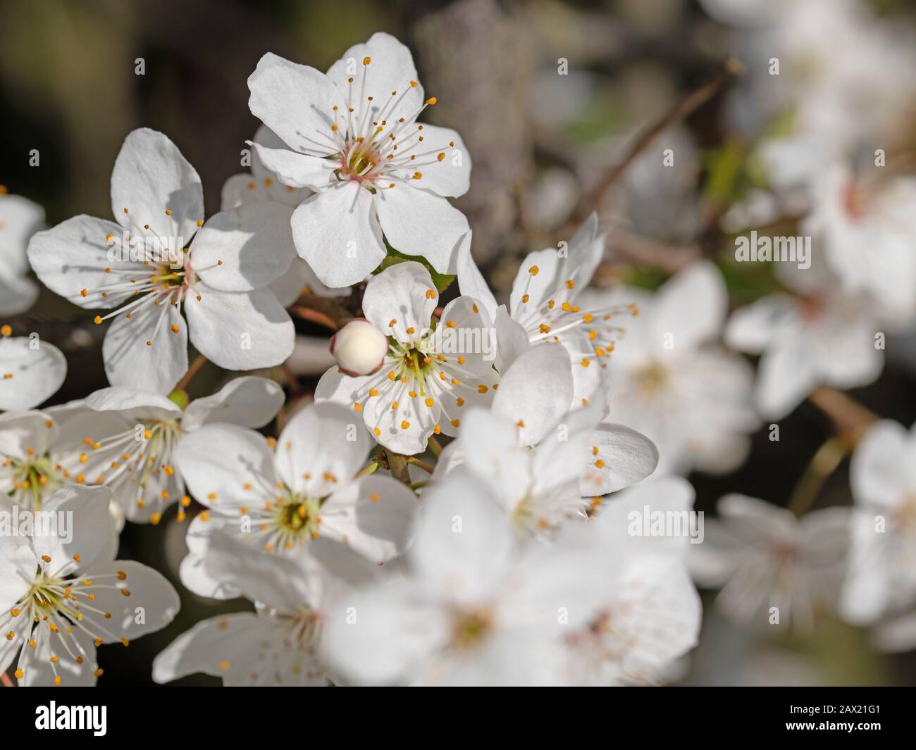 Flowering wild plum tree, Prunus cerasifera, in spring Stock Photo - Alamy