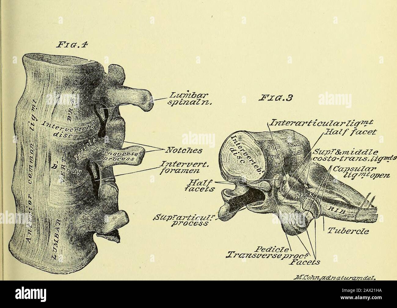 Thorax Dissection High Resolution Stock Photography and Images - Alamy