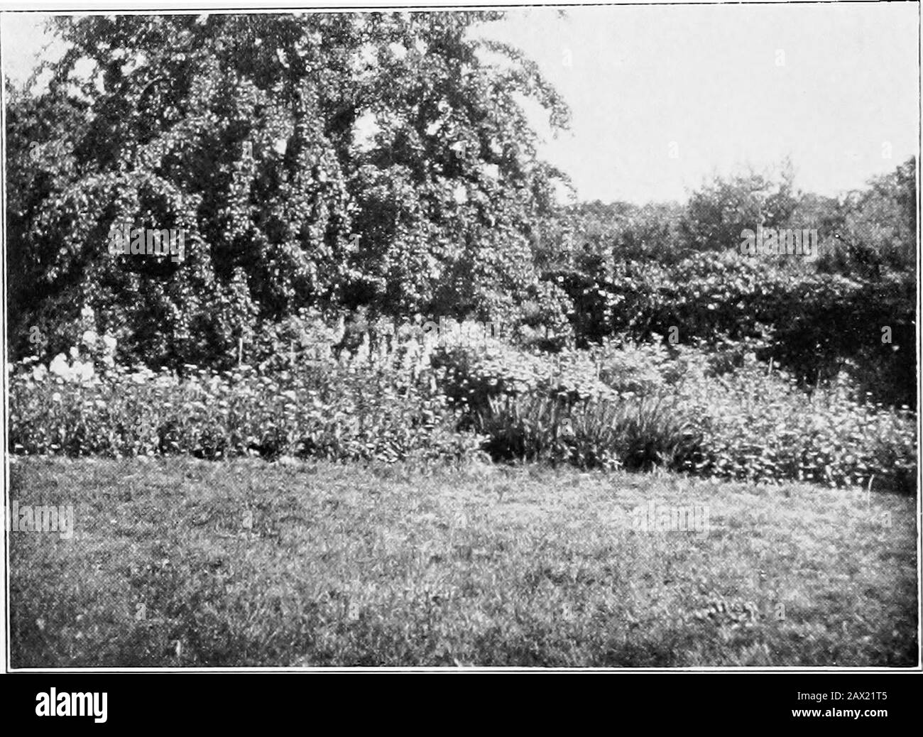 The garden that we made . Pluto by Alfred B. Xi/so The Flower Walk ...