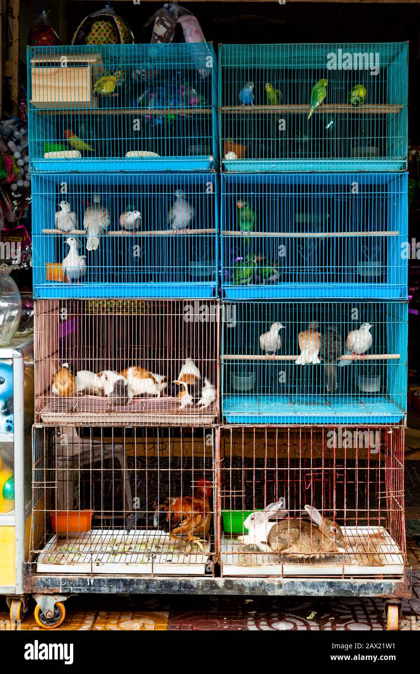 Pet birds hi-res stock photography and images - Alamy