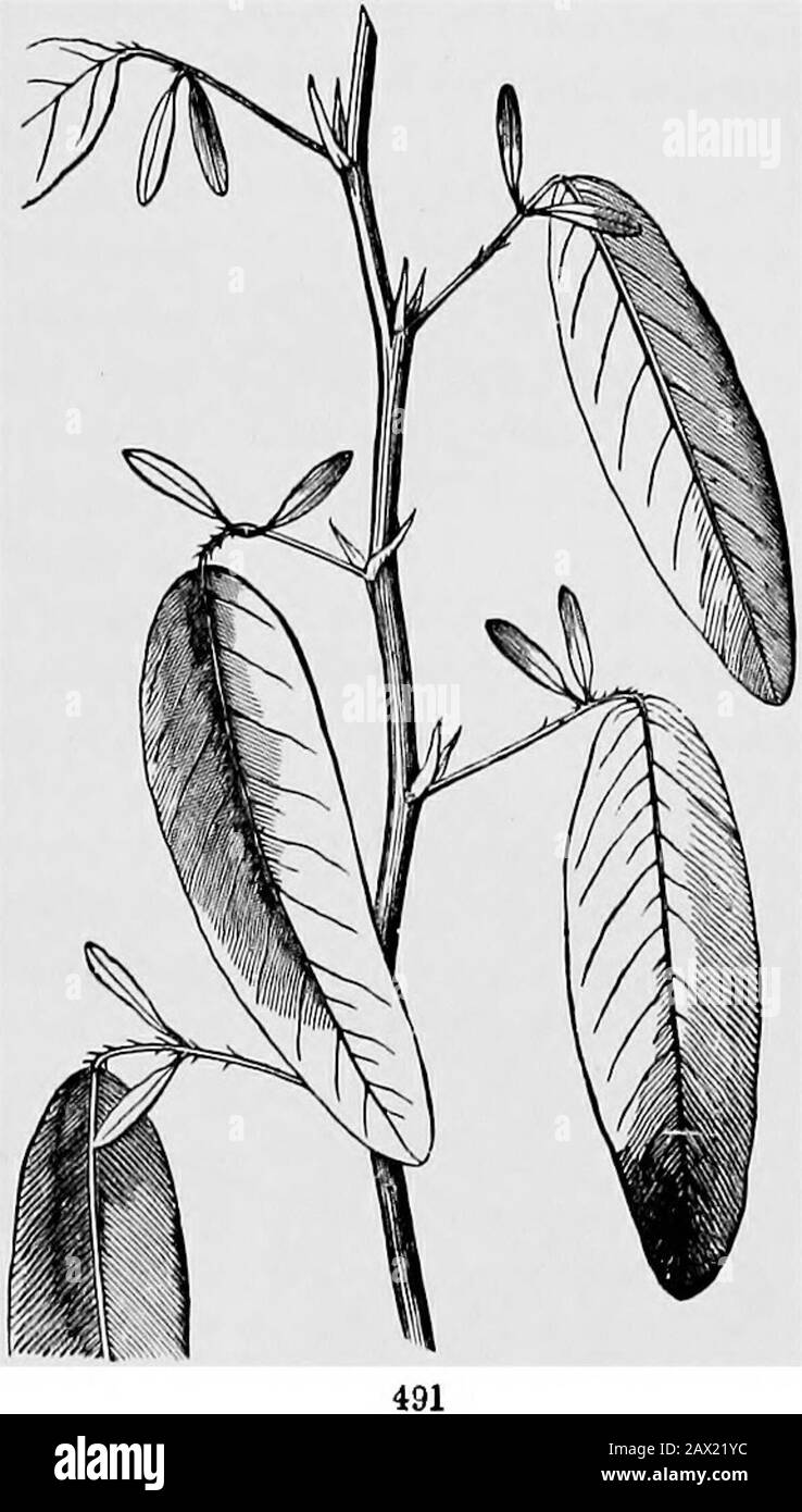 Drooping leaflets hi-res stock photography and images - Alamy