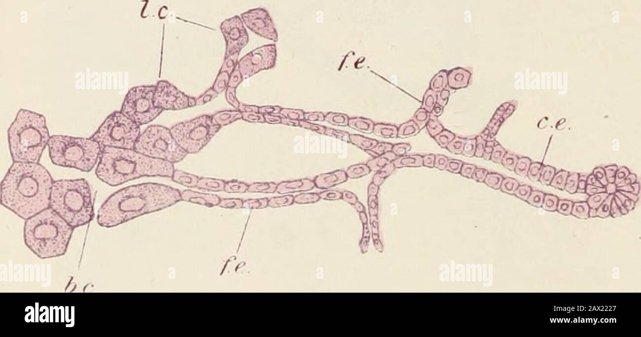 Practical pathology; a manual for students and practitioners . ed into ...