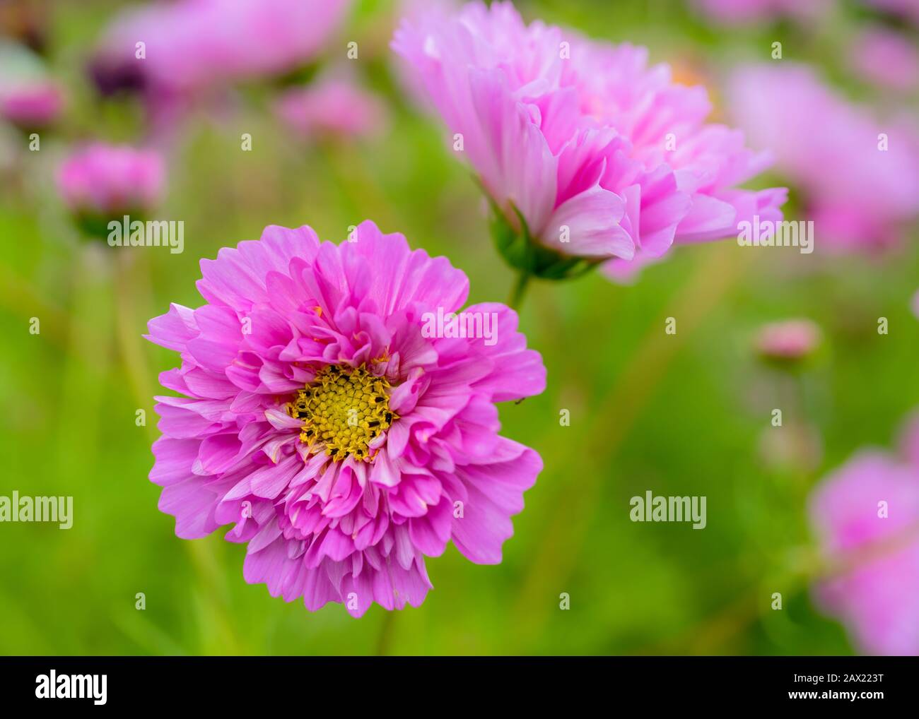 Pink cosmos flowering in the summer garden Stock Photo - Alamy