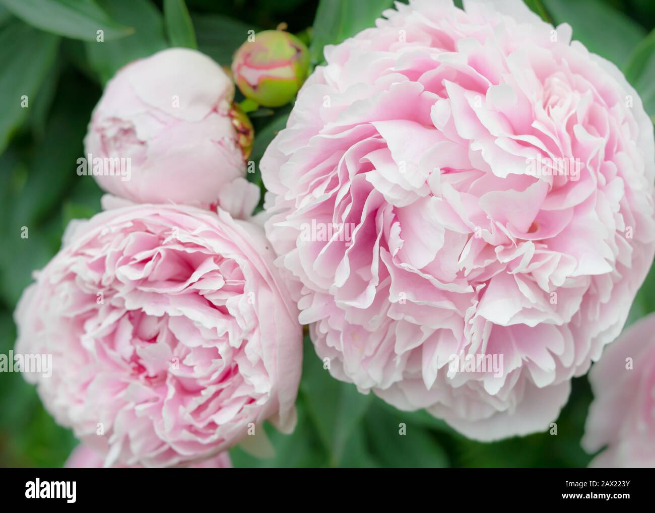 Fluffy pink peonies growing in the home garden Stock Photo - Alamy