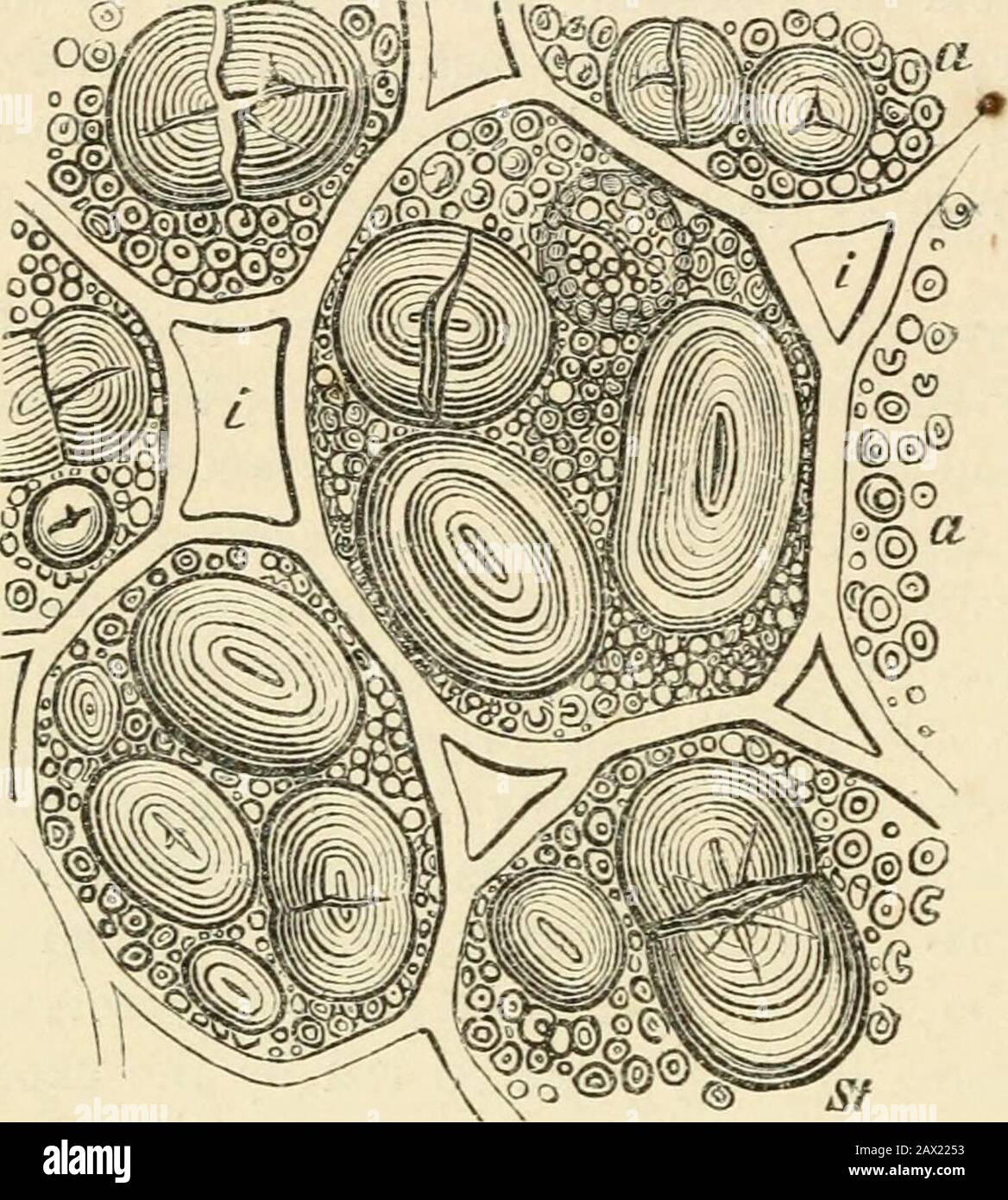 Albuminoids hi-res stock photography and images - Alamy