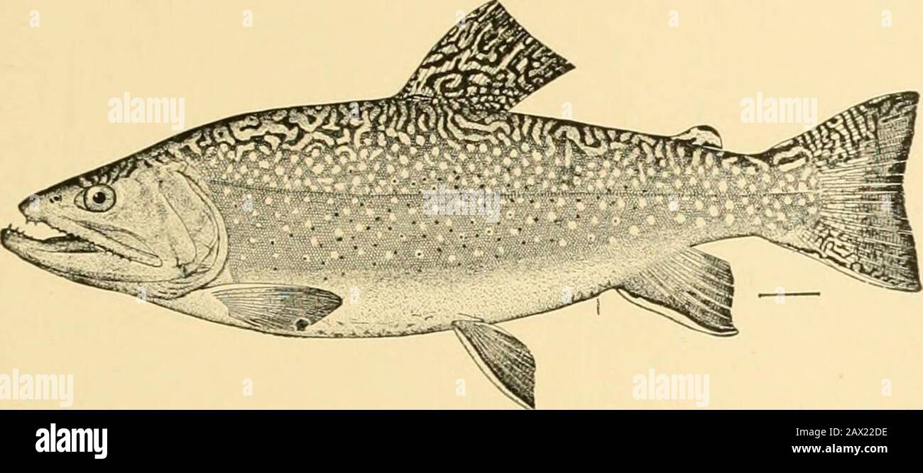 Samespecies hi-res stock photography and images - Alamy