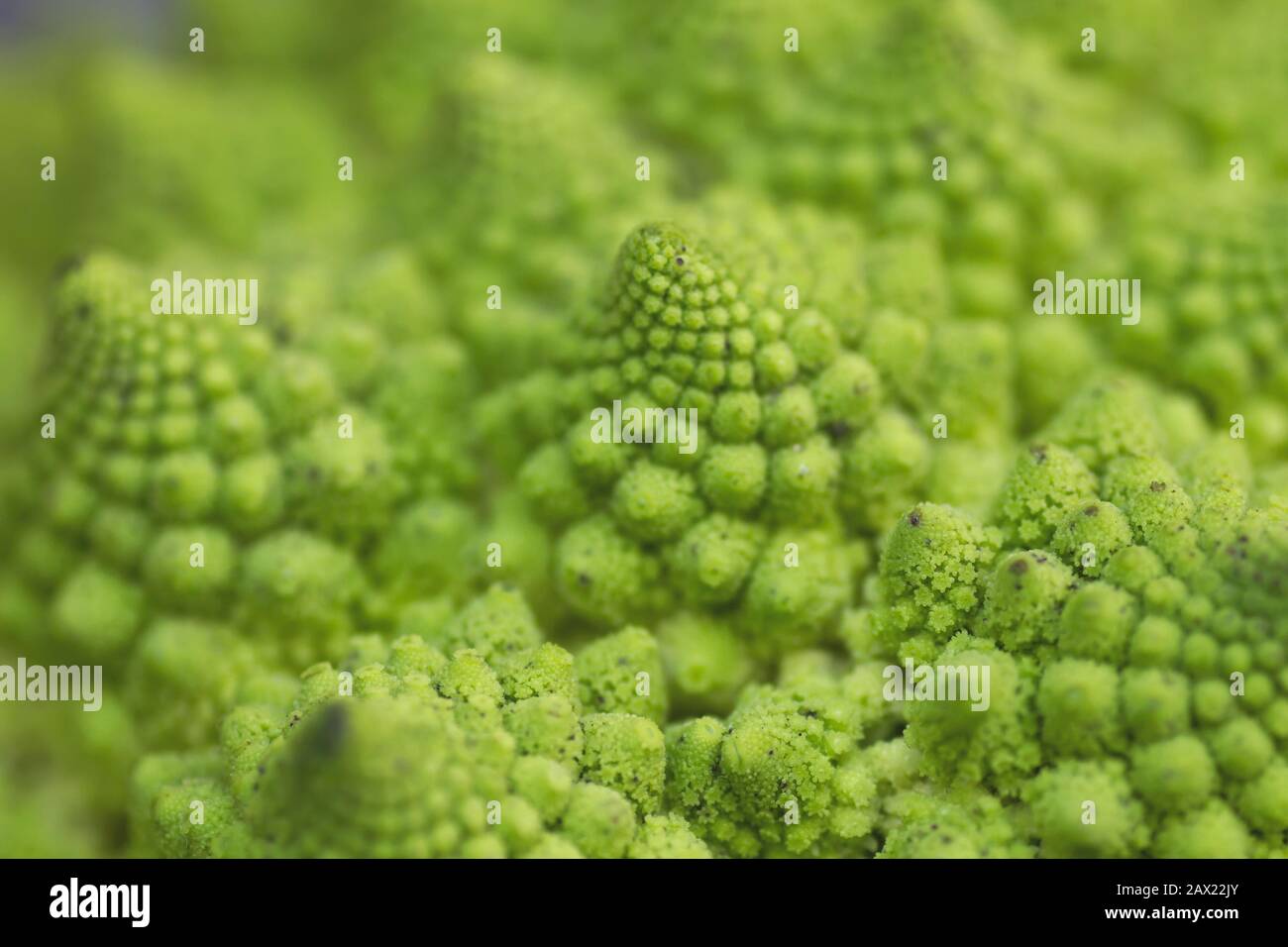 romanesco broccoli with logarithmic spirals fibonacci number, abstract ...