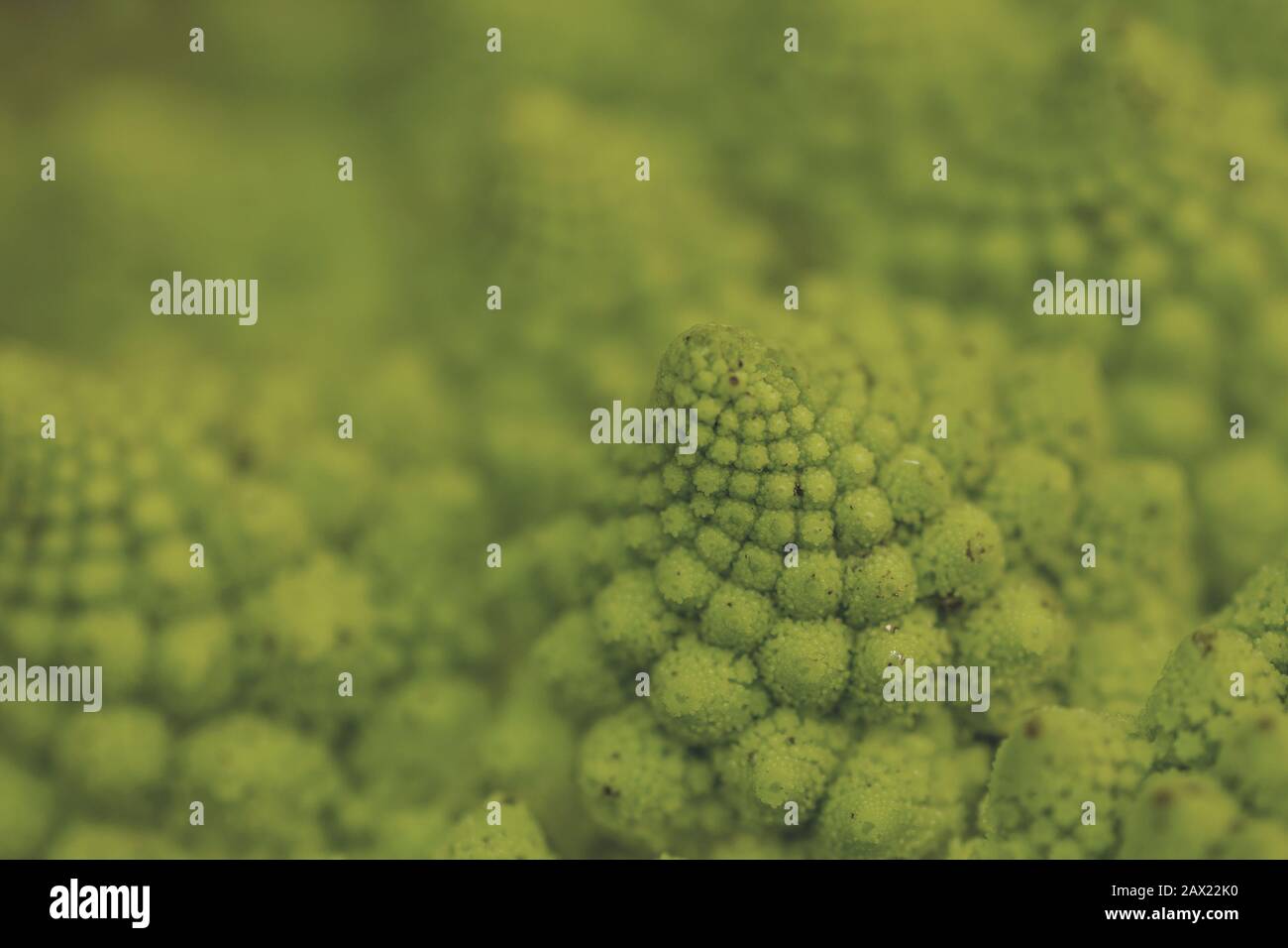 romanesco broccoli with logarithmic spirals fibonacci number, abstract ...