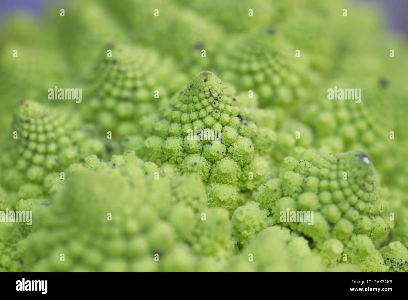 Fibonacci number hi-res stock photography and images - Alamy
