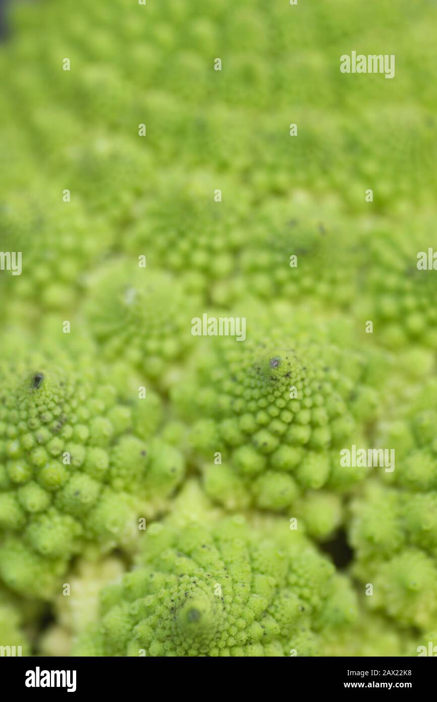 romanesco broccoli with logarithmic spirals fibonacci number, abstract ...