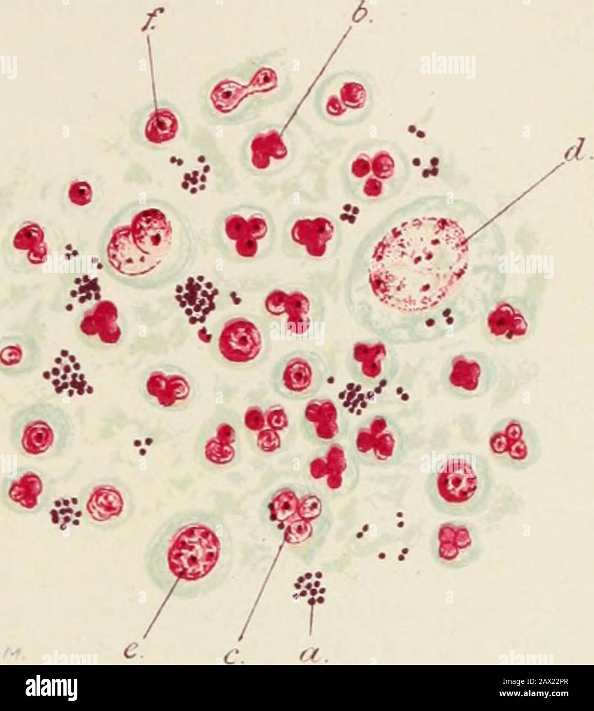 Micro diffusion hi-res stock photography and images - Alamy