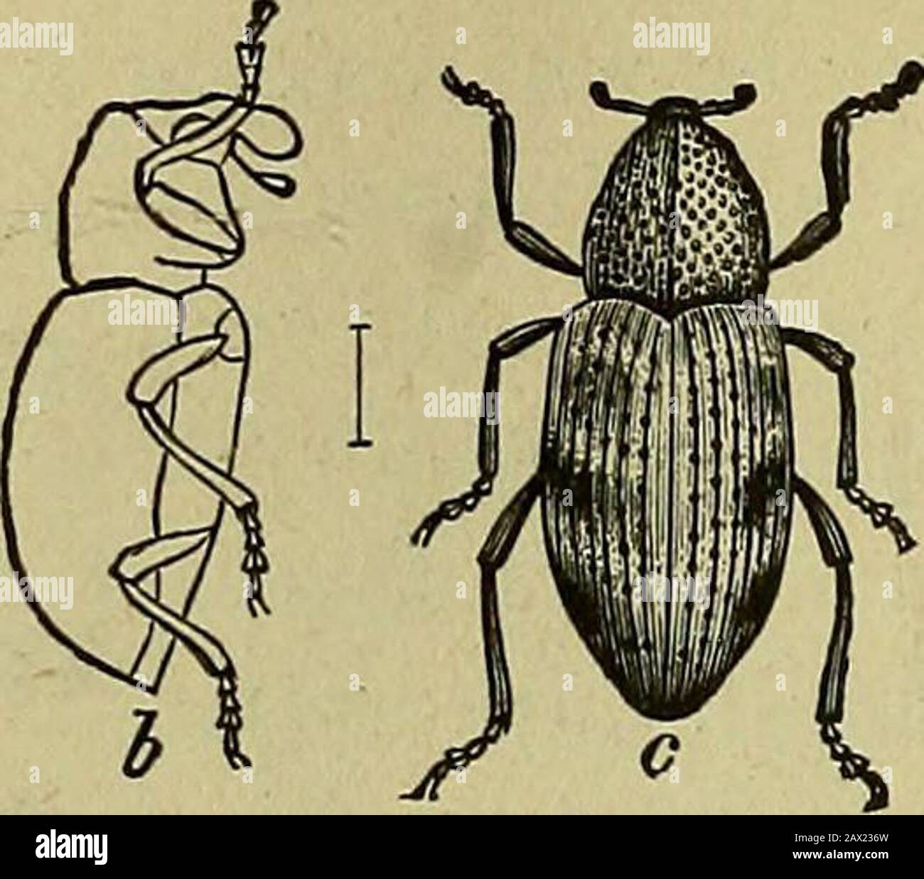 Rudimentary crown hi-res stock photography and images - Alamy