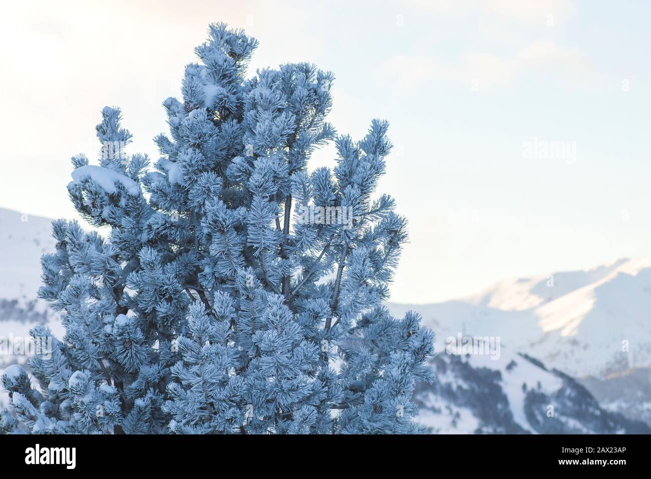 Conifers under snow hi-res stock photography and images - Alamy