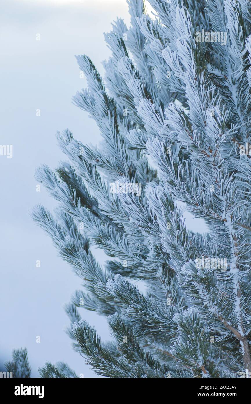 Evergreen trees under the snow Stock Photo - Alamy