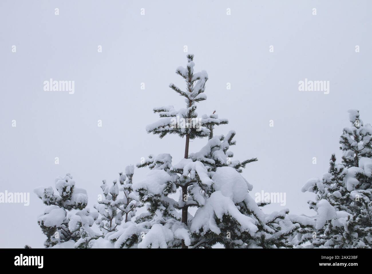 Conifers Under Snow High Resolution Stock Photography and Images - Alamy