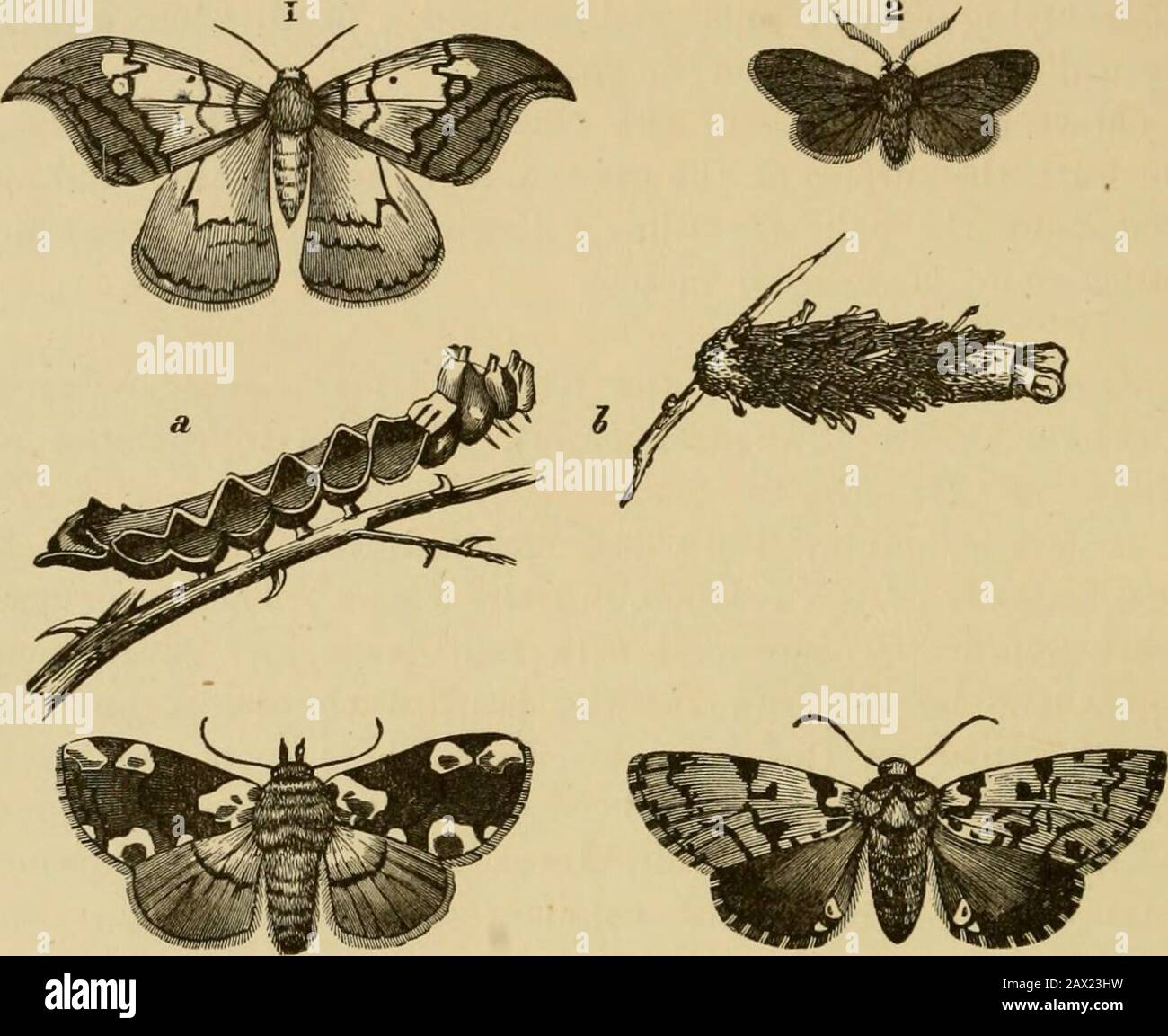 Moth body structure hi-res stock photography and images - Alamy