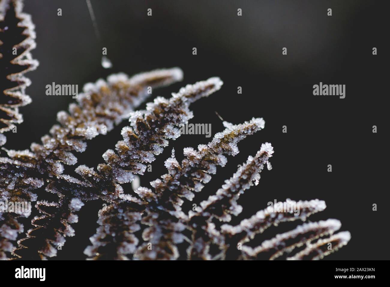 Lady frost hi-res stock photography and images - Alamy