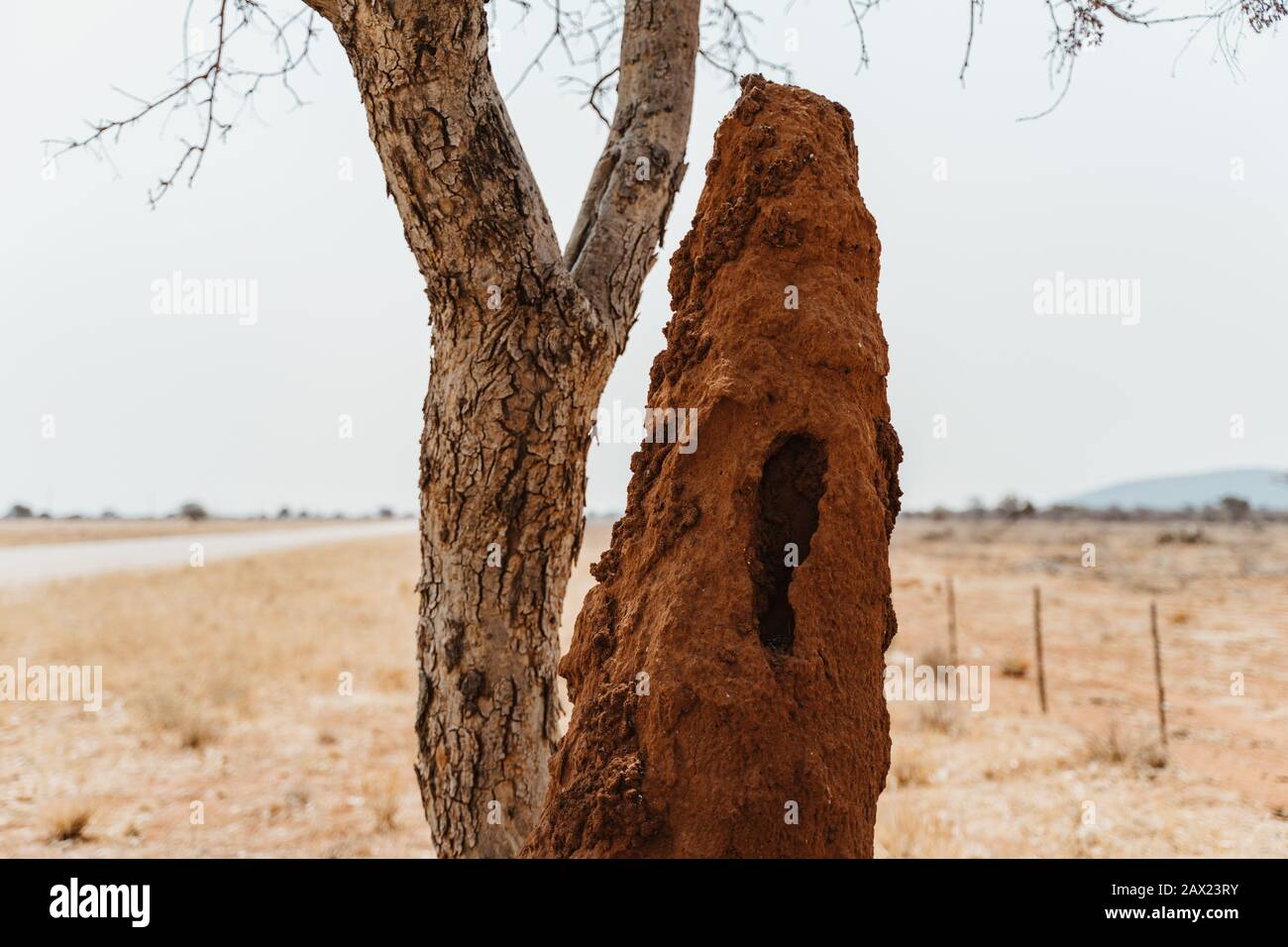 Large termite hill with entering area in the desert Stock Photo - Alamy