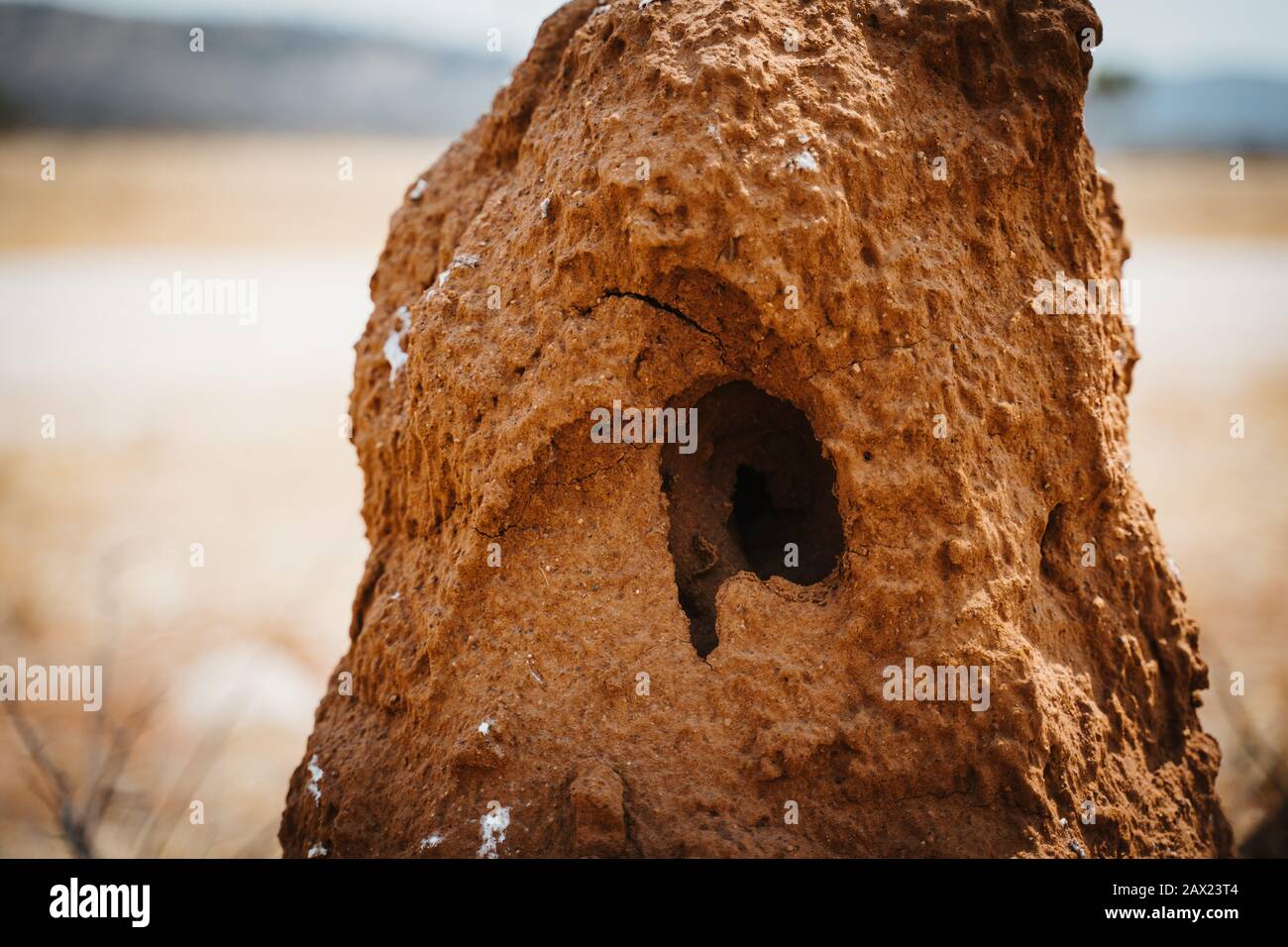 Termite hill hi-res stock photography and images - Alamy