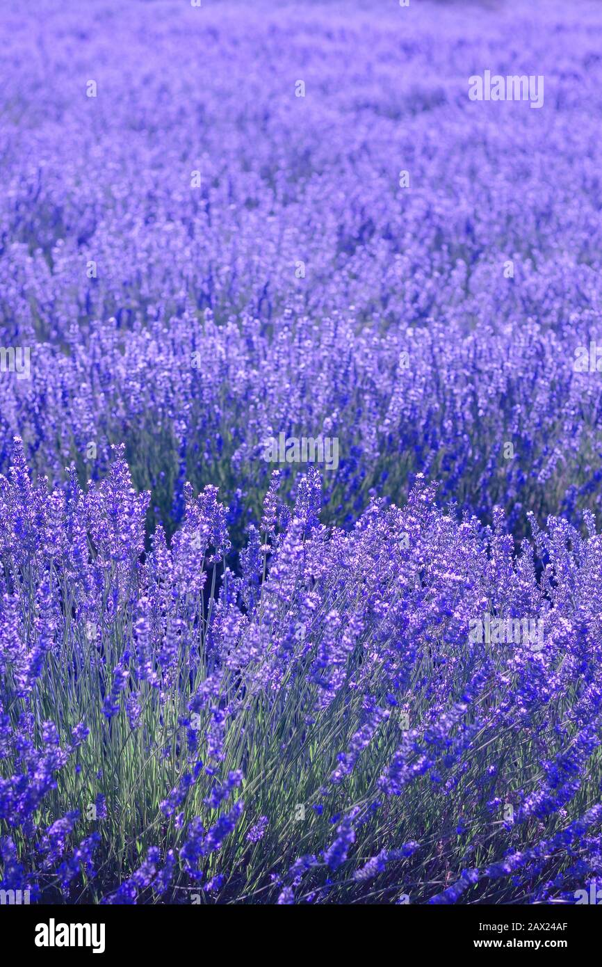 Purple lavender fields landscape in Brihuega, La Alcarria, Spain Stock ...