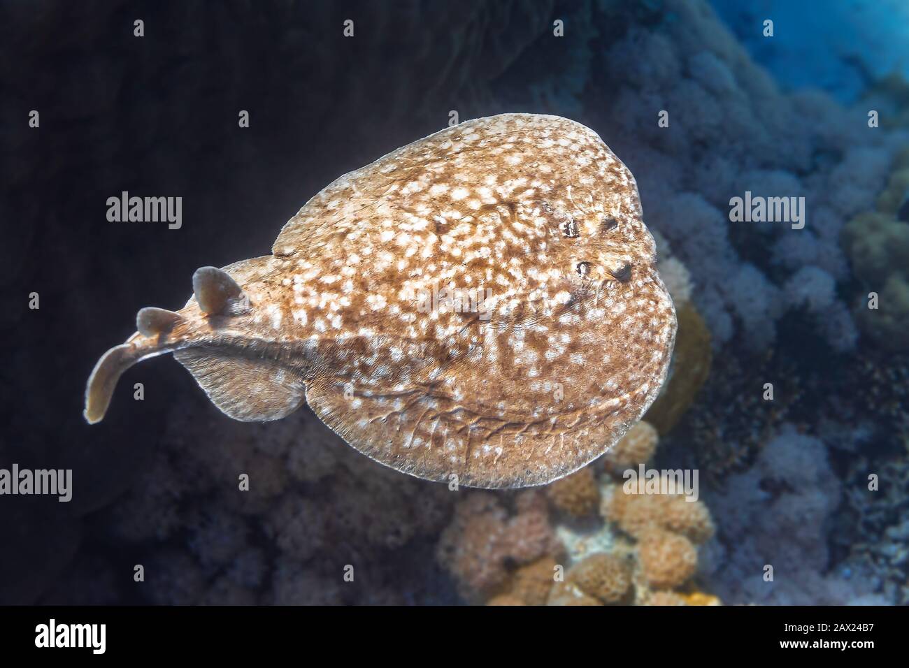 Leopard torpedo ray hi-res stock photography and images - Alamy