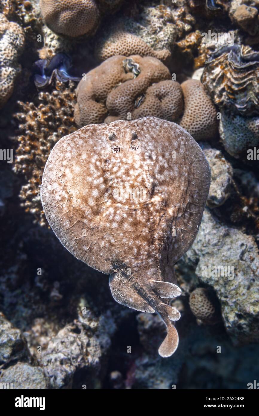 Panther Electric Ray (Torpedo panthera) In Red Sea, Egypt. Dangerous ...