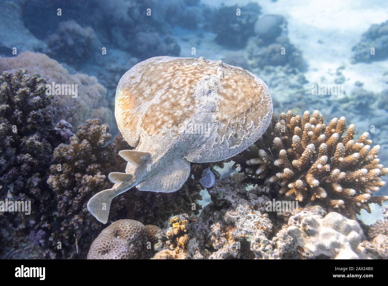 Panther Electric Ray (Torpedo panthera) In Red Sea, Egypt. Dangerous ...