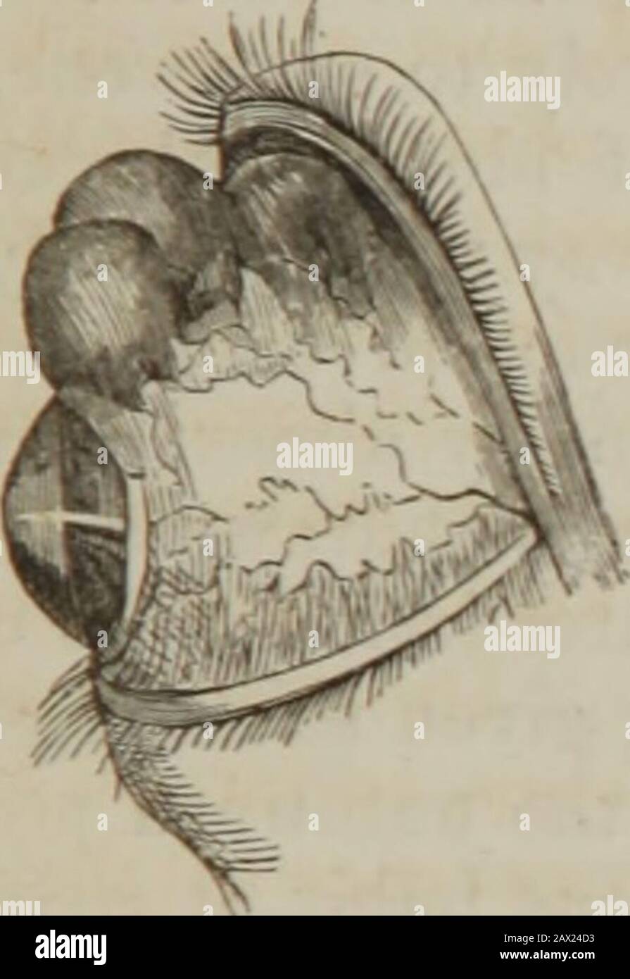 Choroid coat hi-res stock photography and images - Alamy