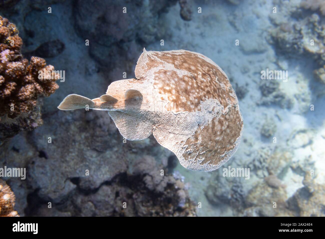 Panther Electric Ray (Torpedo panthera) In Red Sea, Egypt. Dangerous ...