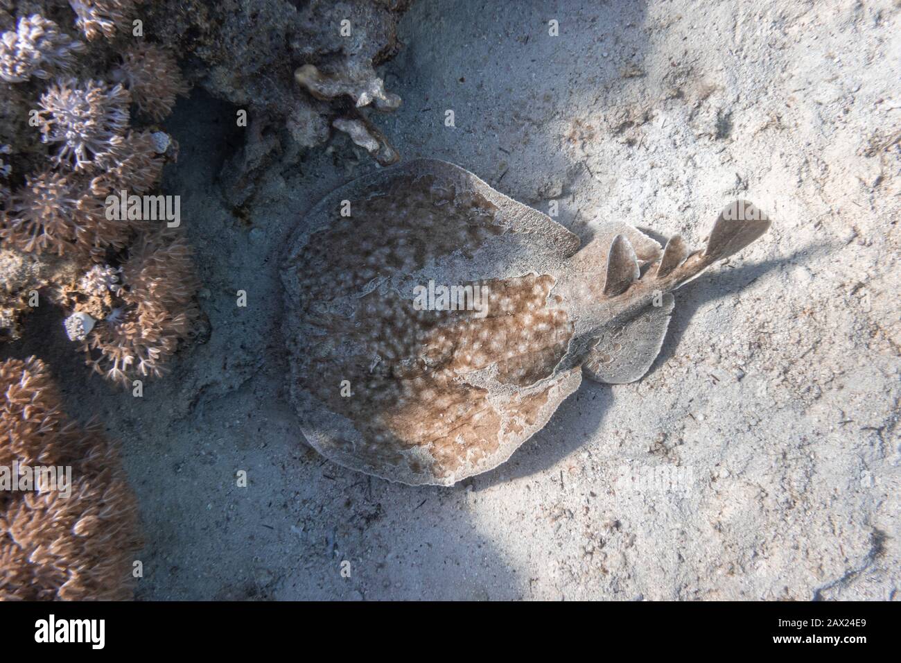 Indo-Pacific Panther Electric Ray (Torpedo panthera) In Red Sea ...