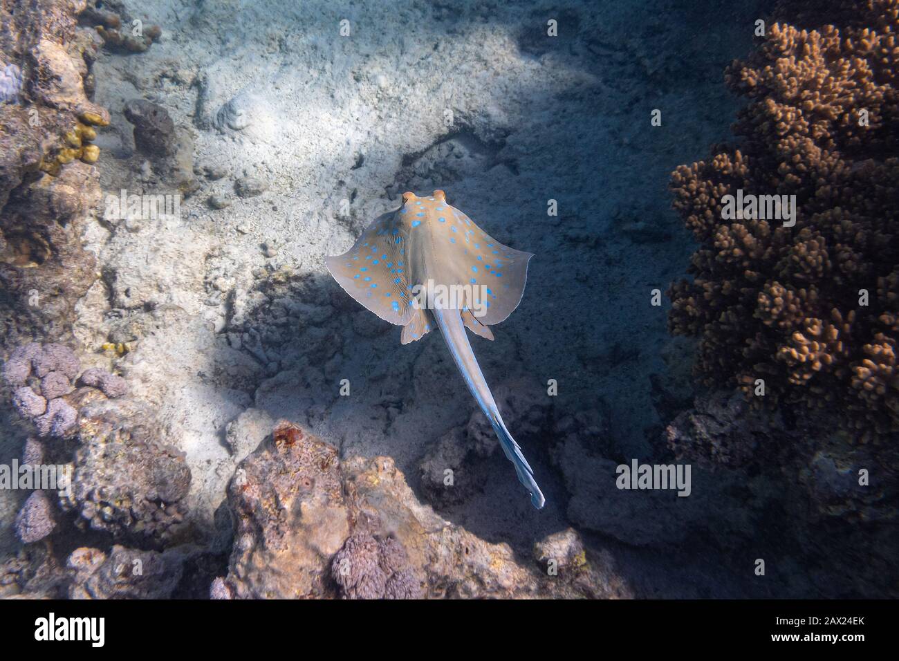 Bluespotted Ribbontail Ray (Taeniura lymma) In Red Sea, Egypt. Close Up ...