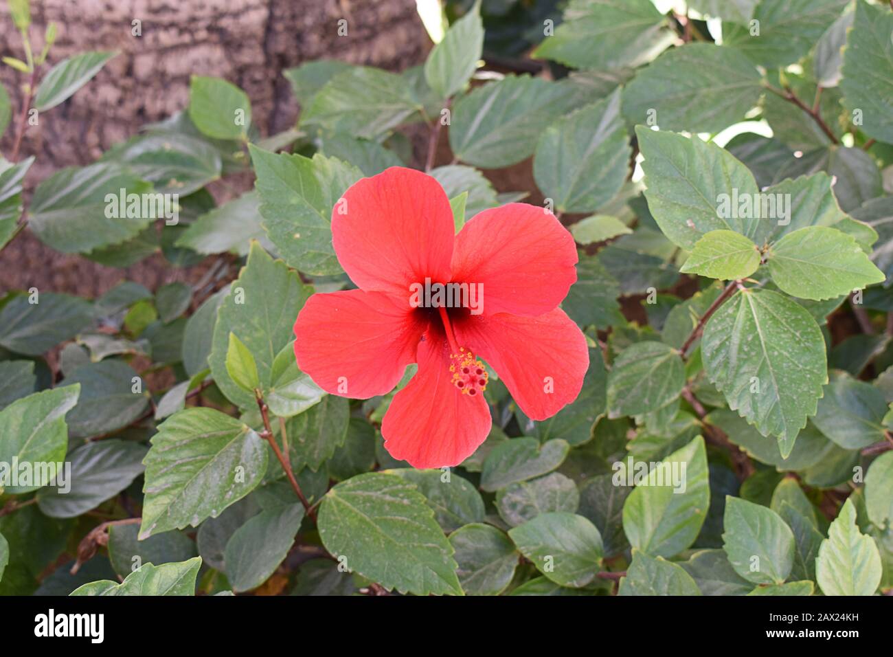 Gran canaria flowers hi-res stock photography and images - Alamy