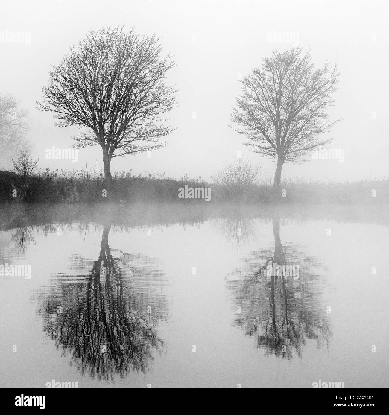Trees reflected in the River Trent at Colwick Country Park, Nottingham ...