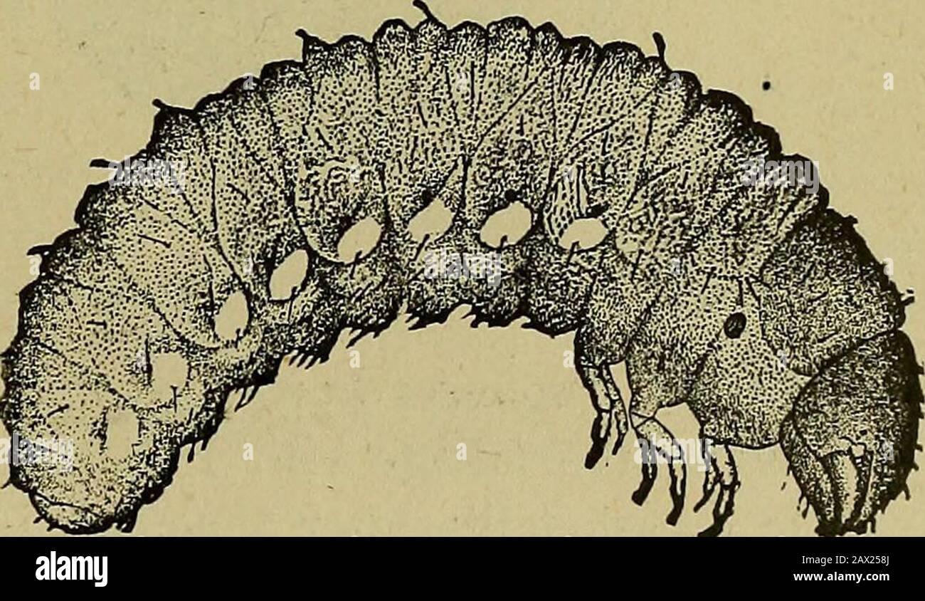 Insects and insecticidesA practical manual concerning noxious insects ...