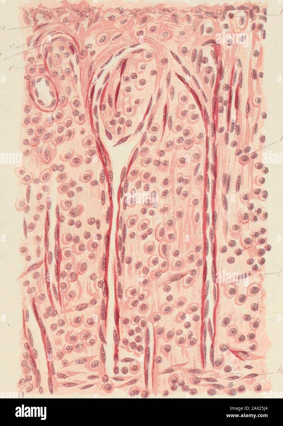 Connective tissue leg hi-res stock photography and images - Alamy