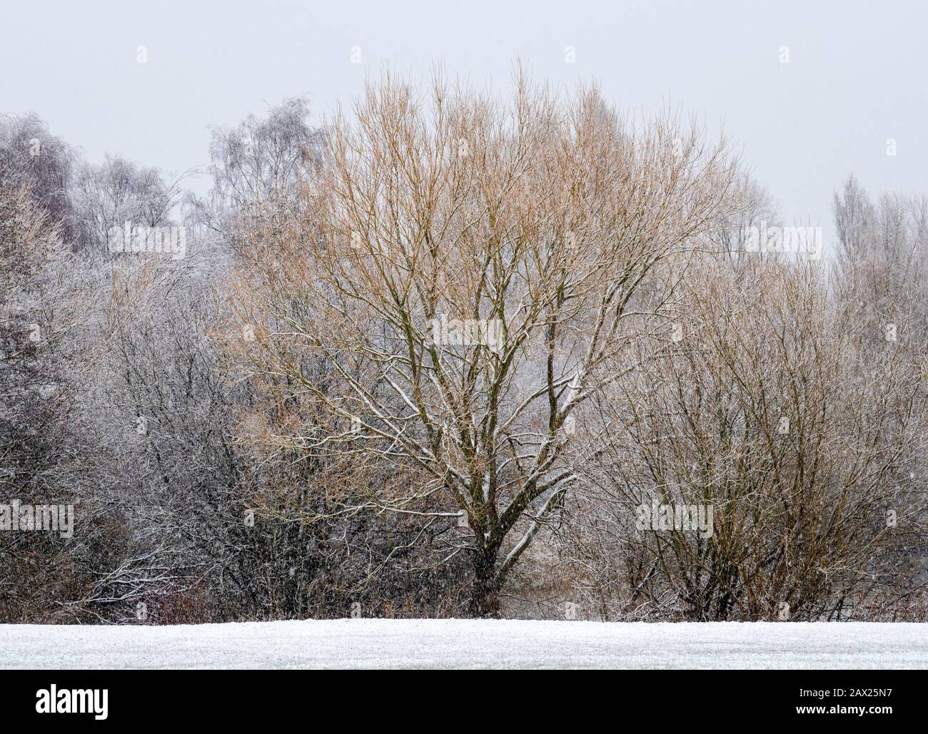 Snow falling at Colwick Country Park, Nottingham England UK Stock Photo ...