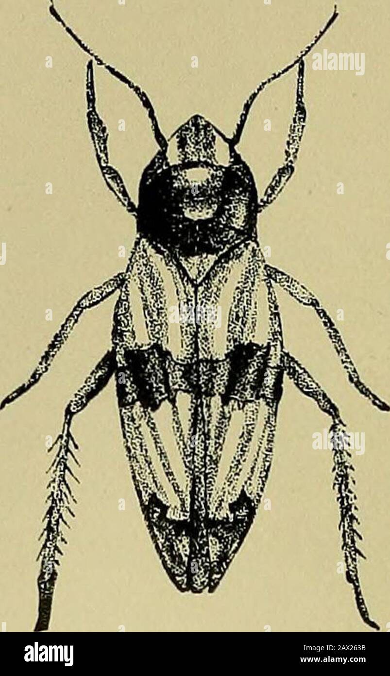 Insects and insecticidesA practical manual concerning noxious insects ...