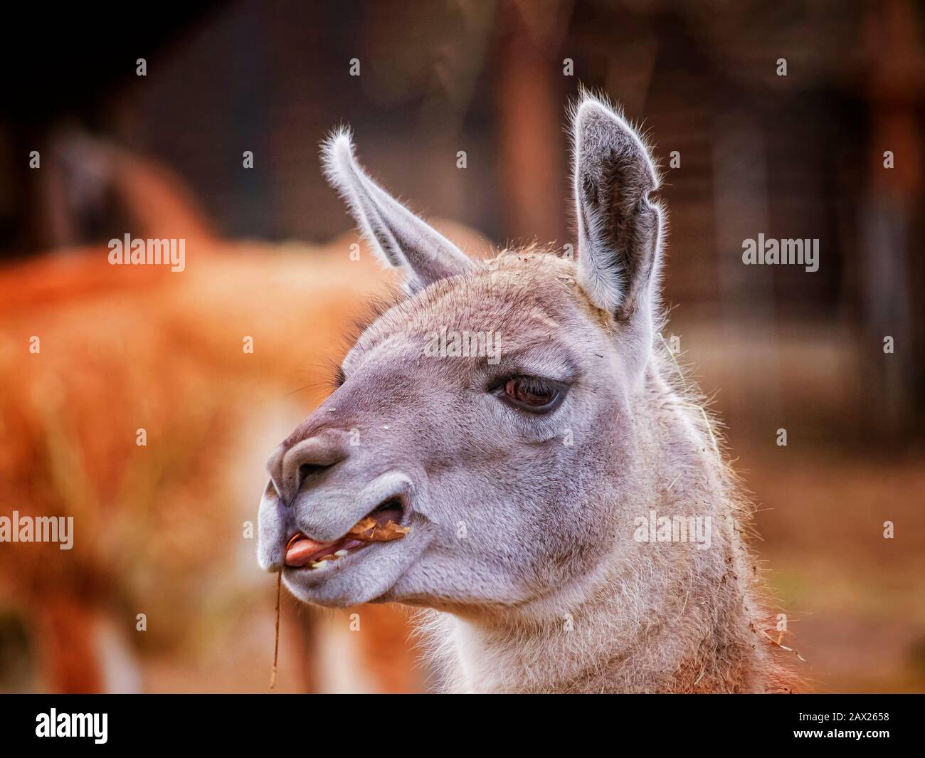Llama close up nose teeth hi-res stock photography and images - Alamy