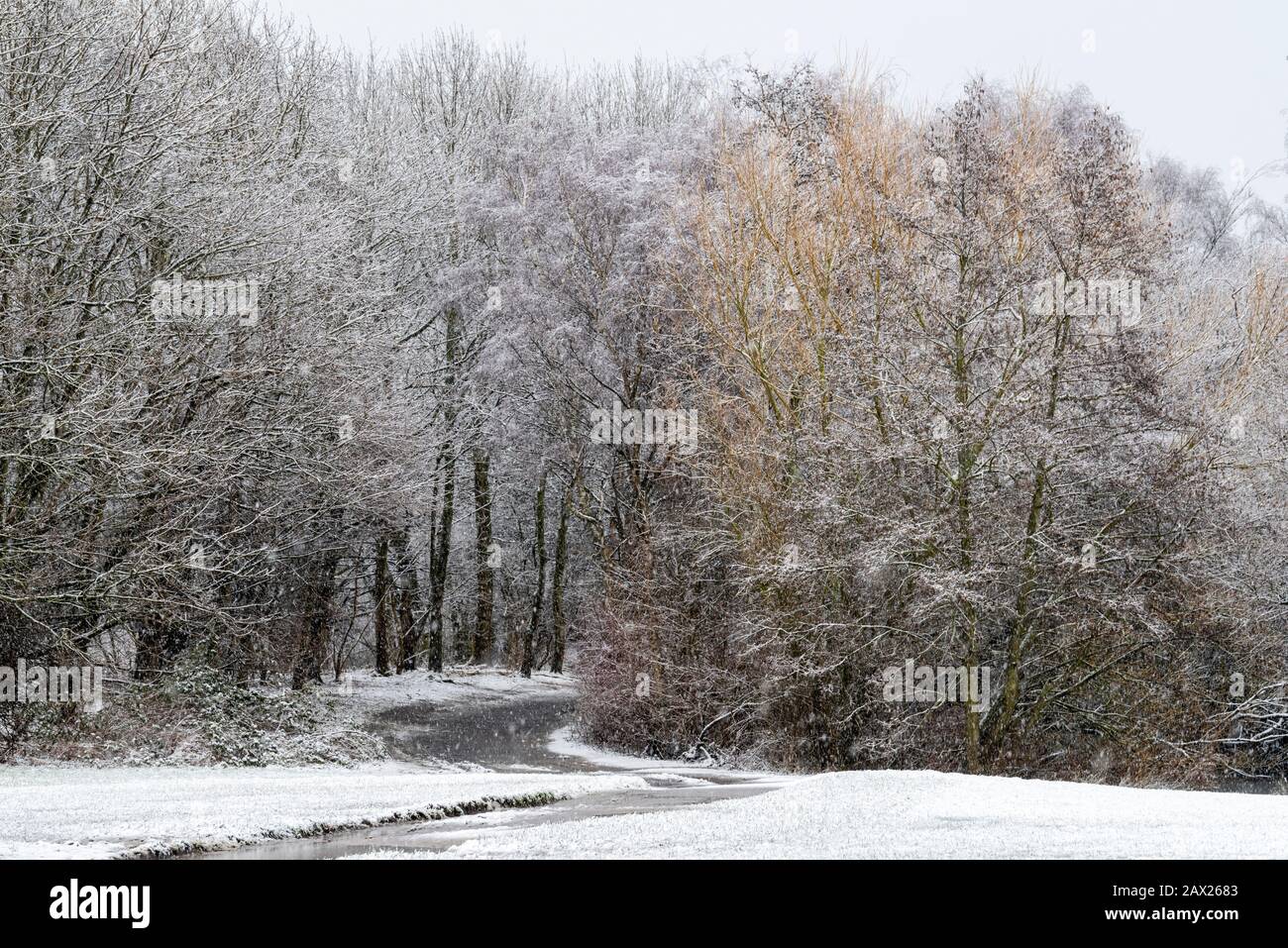 Snow falling at Colwick Country Park, Nottingham England UK Stock Photo ...