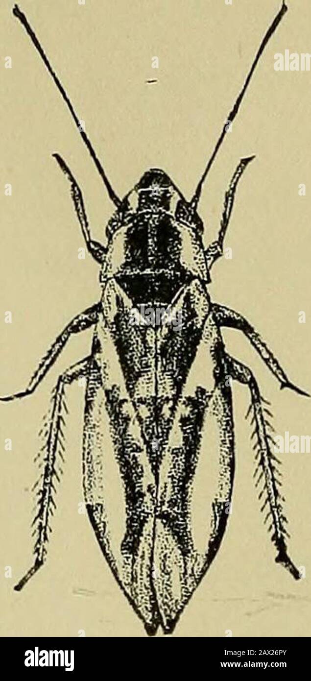 Insects and insecticidesA practical manual concerning noxious insects ...