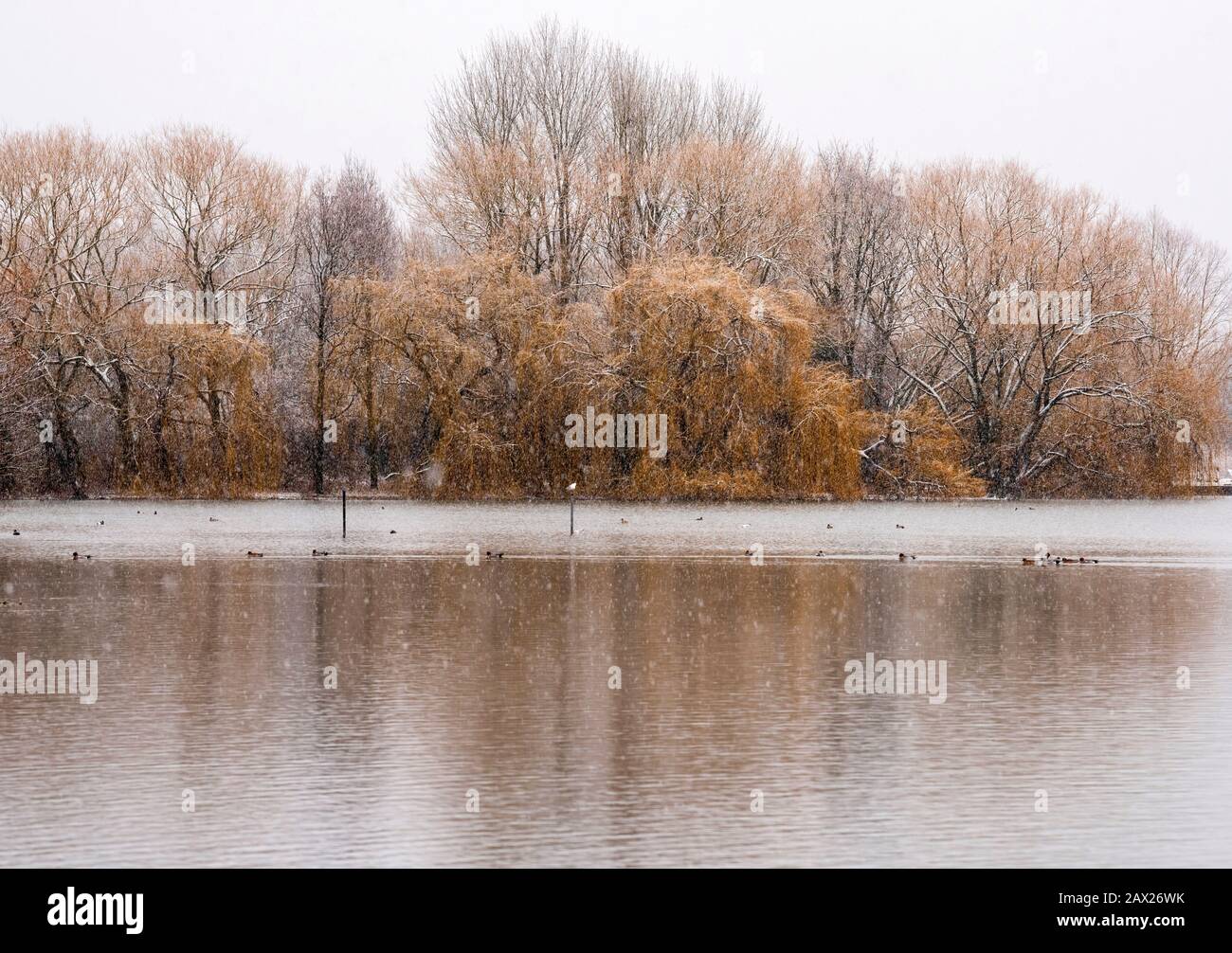 Snow falling at Colwick Country Park, Nottingham England UK Stock Photo ...