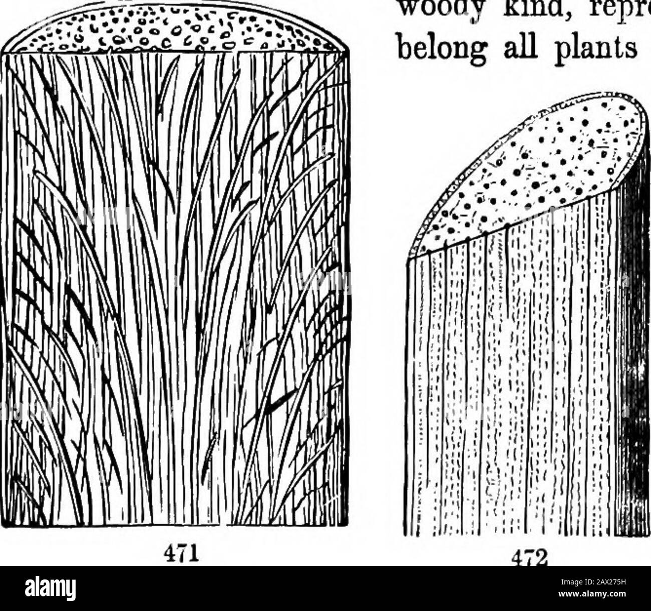 The elements of botany for beginners and for schools . stem is of ...