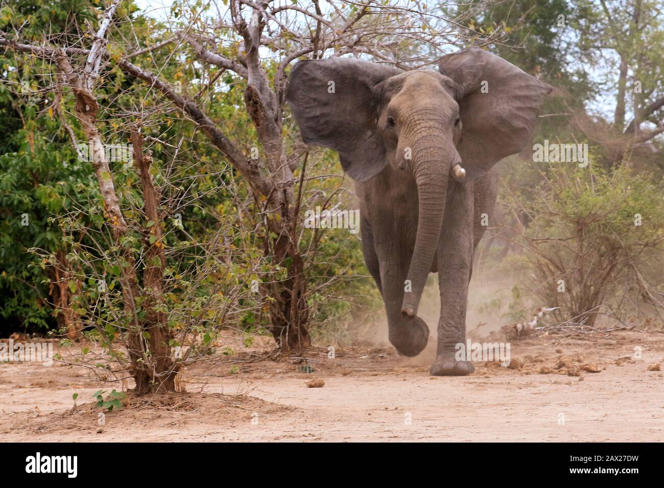 Zimbabwe Elephants, Wildlife in the Zambezi Valley Stock Photo - Alamy
